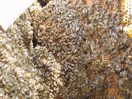 Holy Bees! | Hendrix College