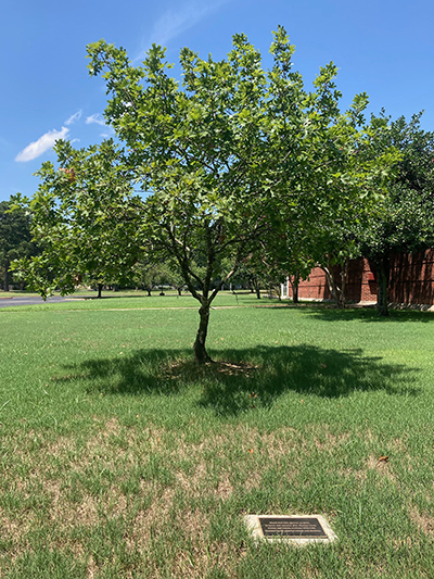 An Acorn for Professor Clark | Hendrix College